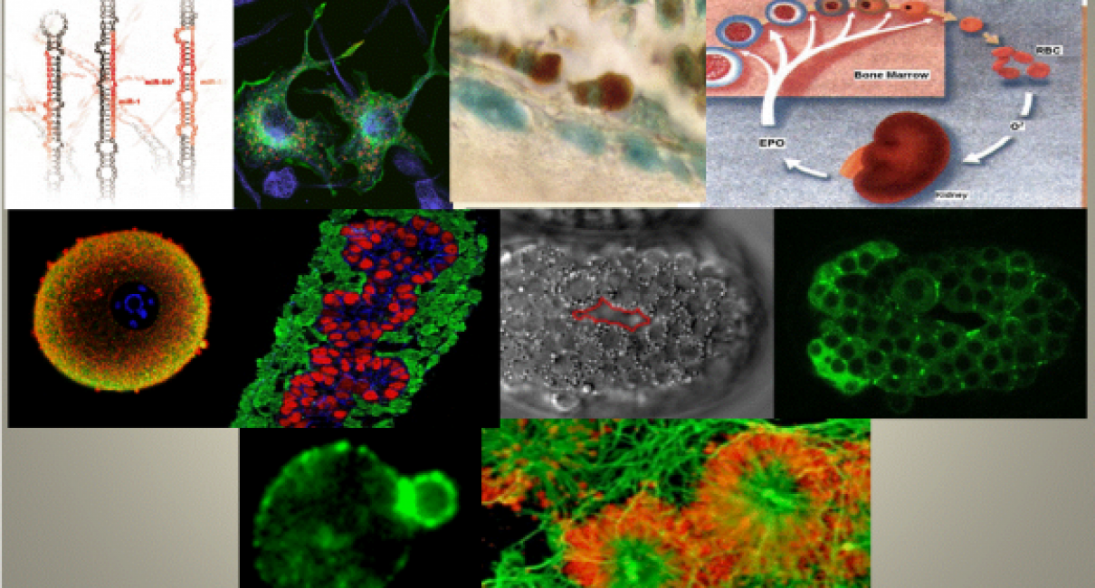 Cell and Developmental Biology | School of Graduate Studies | Tel Aviv ...